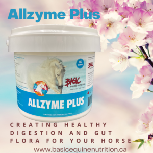 Allzyme Plus: Creating Healthy Digestion and Gut Flora for Your Horse ...
