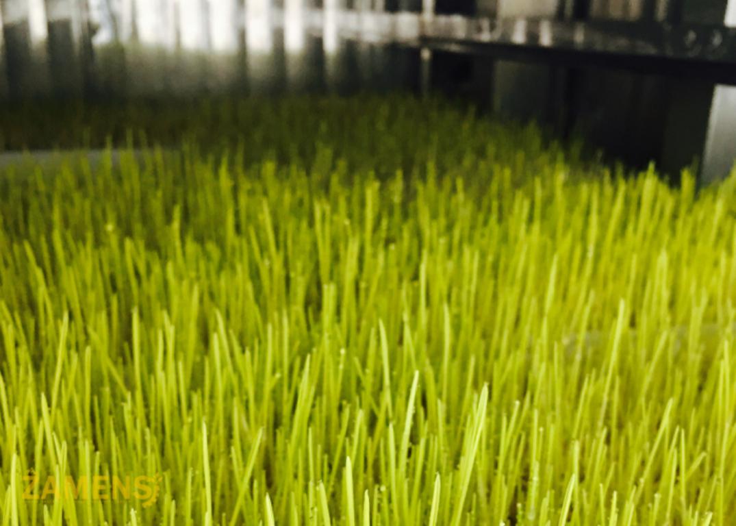 Sprout machine - ویرگول