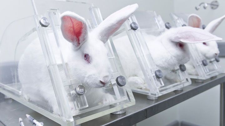 What is the Animal Testing - ویرگول