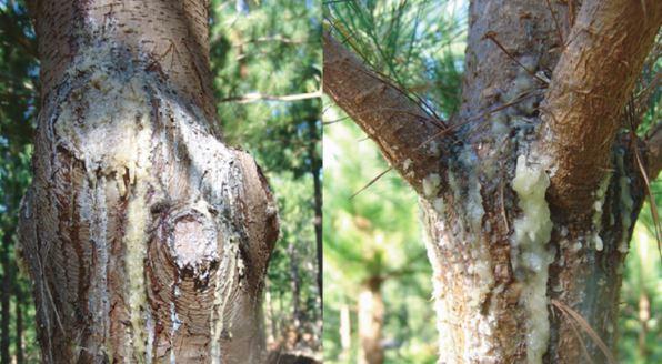 دکتر مریم خلق احمدی کارشناس فضای سبز- معرفی شانکر رزینی کاجPitch canker ...