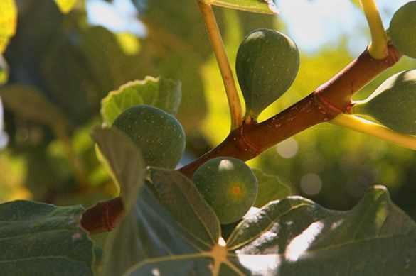 Are Fig Tree Roots Invasive? - ویرگول