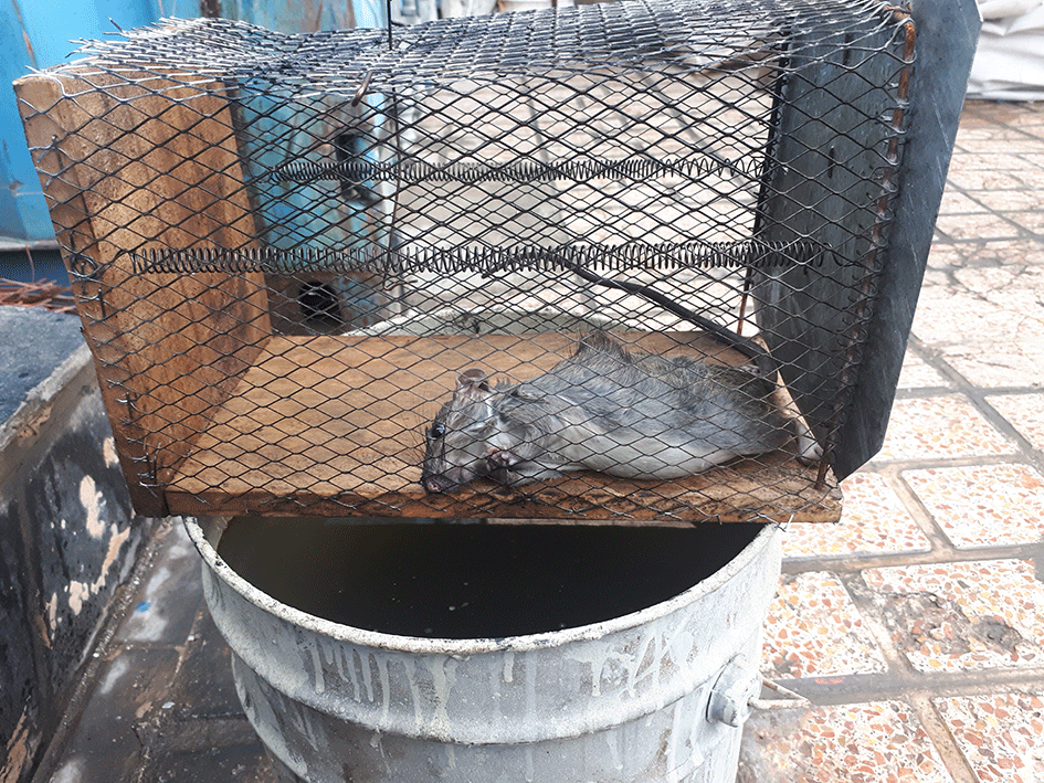 انواع تله موش و آموزش گذاشتن تله موش - ویرگول